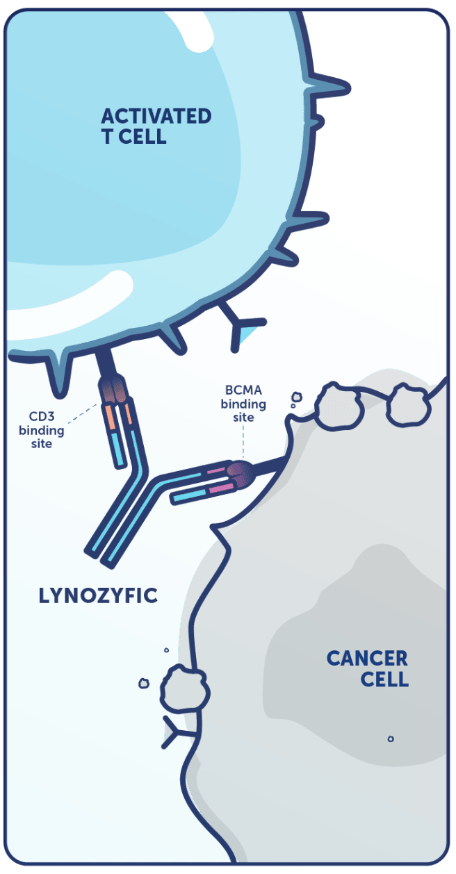 What is LYNOZYFIC™ (linvoseltamab-gcpt)?