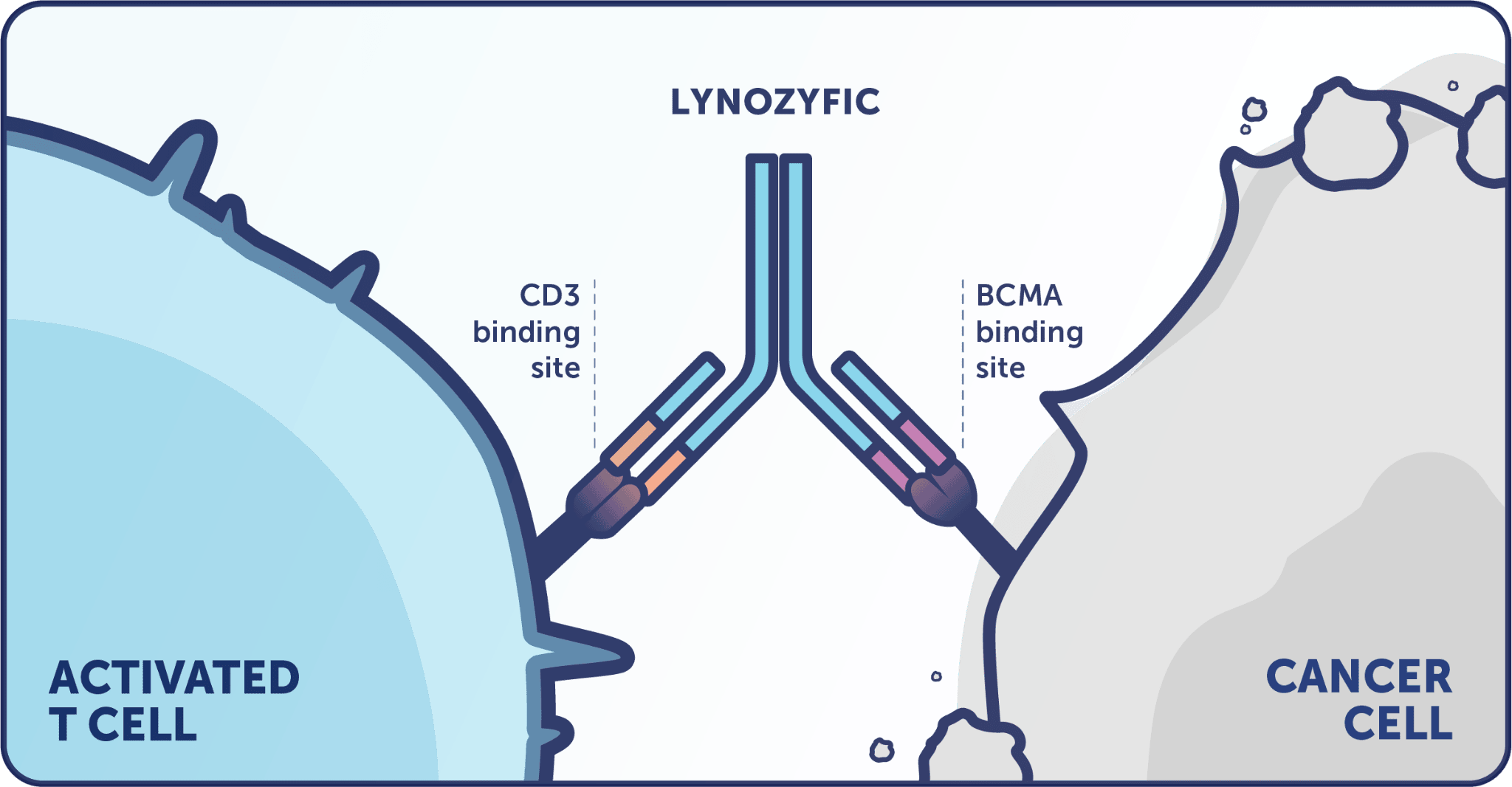 What is LYNOZYFIC™ (linvoseltamab-gcpt)?